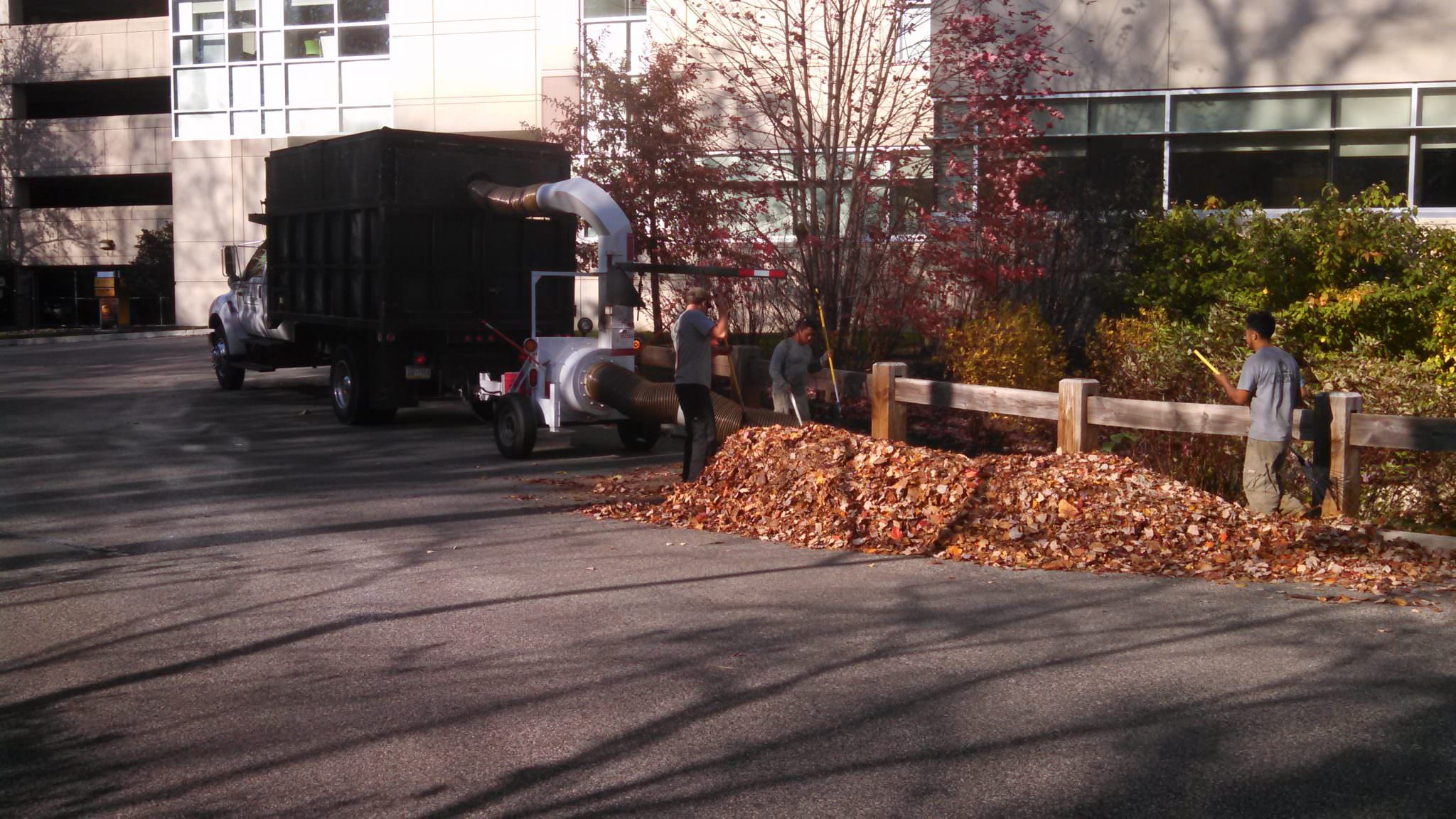 Home And Commercial Leaf Removal | Apeldorn Landscaping